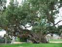 What is the significance of Jesus referring to a sycamine tree ...